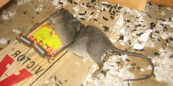How to Kill Rats Permanently